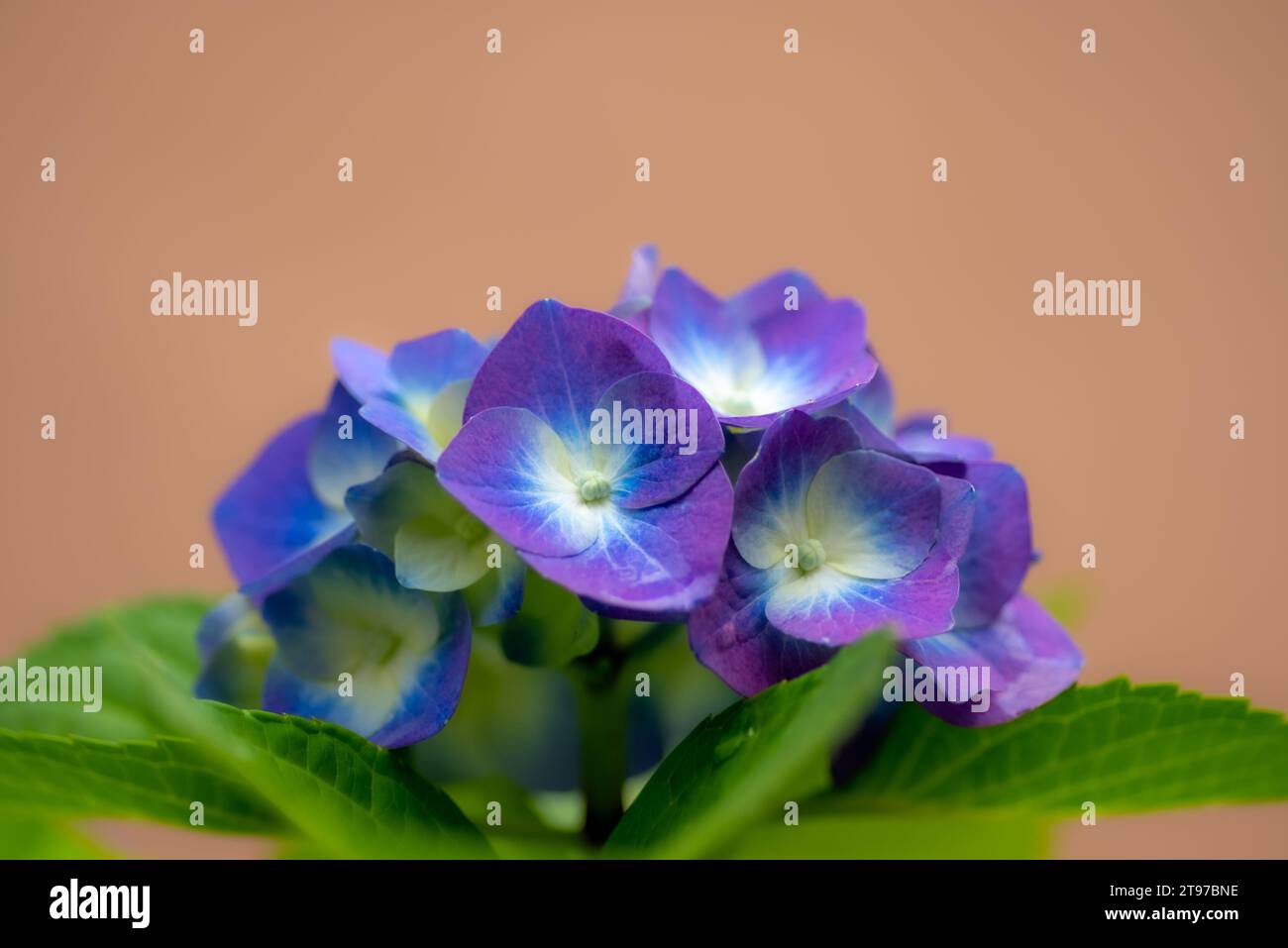 Purple Hydrangeas with clear background Stock Photo - Alamy