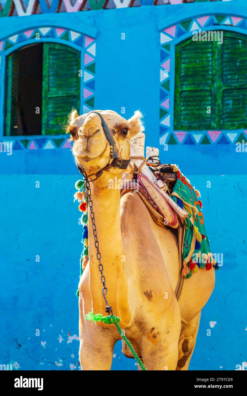 Camel on the street in the famous Nubian village. Aswan, Egypt ...