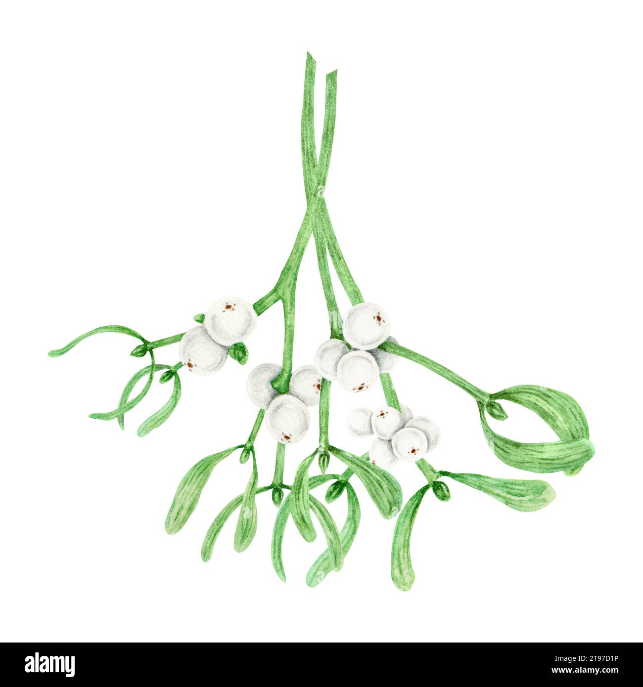 Bouquet of Mistletoe evergreen branches with leaves and white berries ...