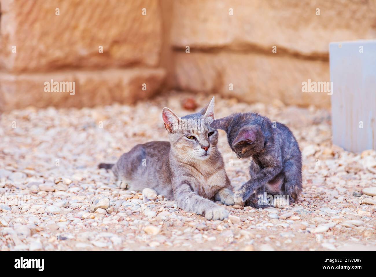 Cat and kitten in the Temple of Isis on the island of Philae. Aswan ...