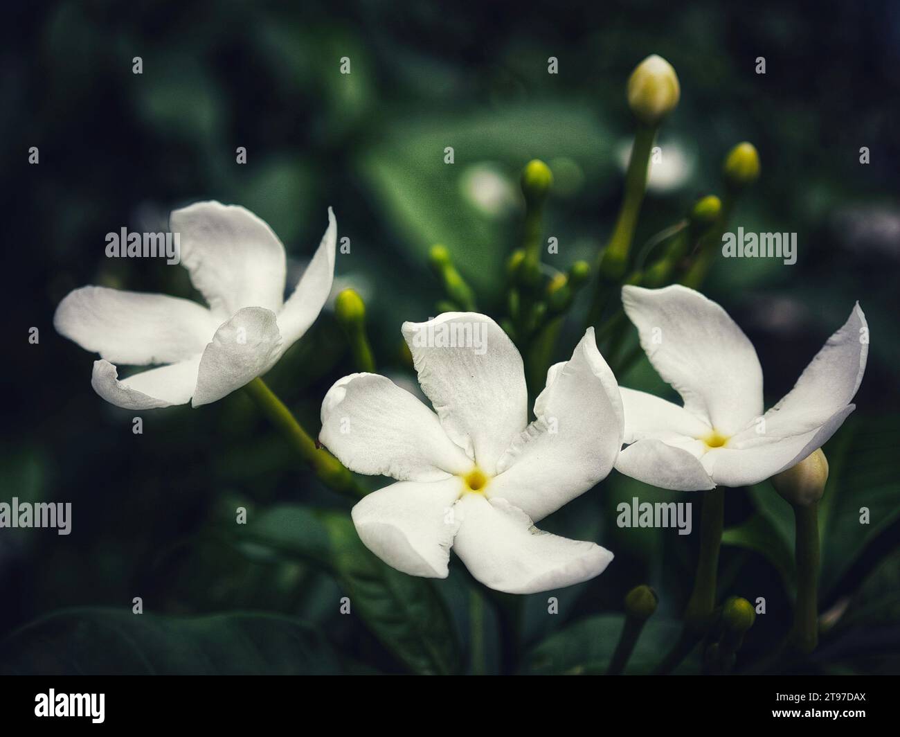 A closeup shot of Crape-jasmine, Tabernaemontana divaricata Stock Photo ...