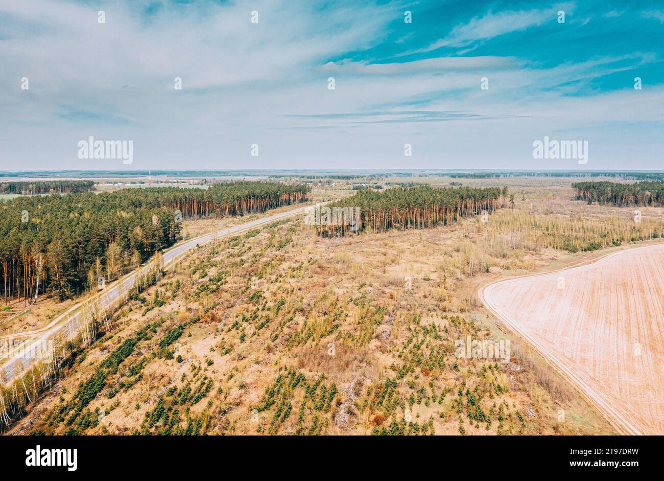 Aerial View Green Pine Forest Deforestation Area Landscape, Agri Stock Photo - Alamy