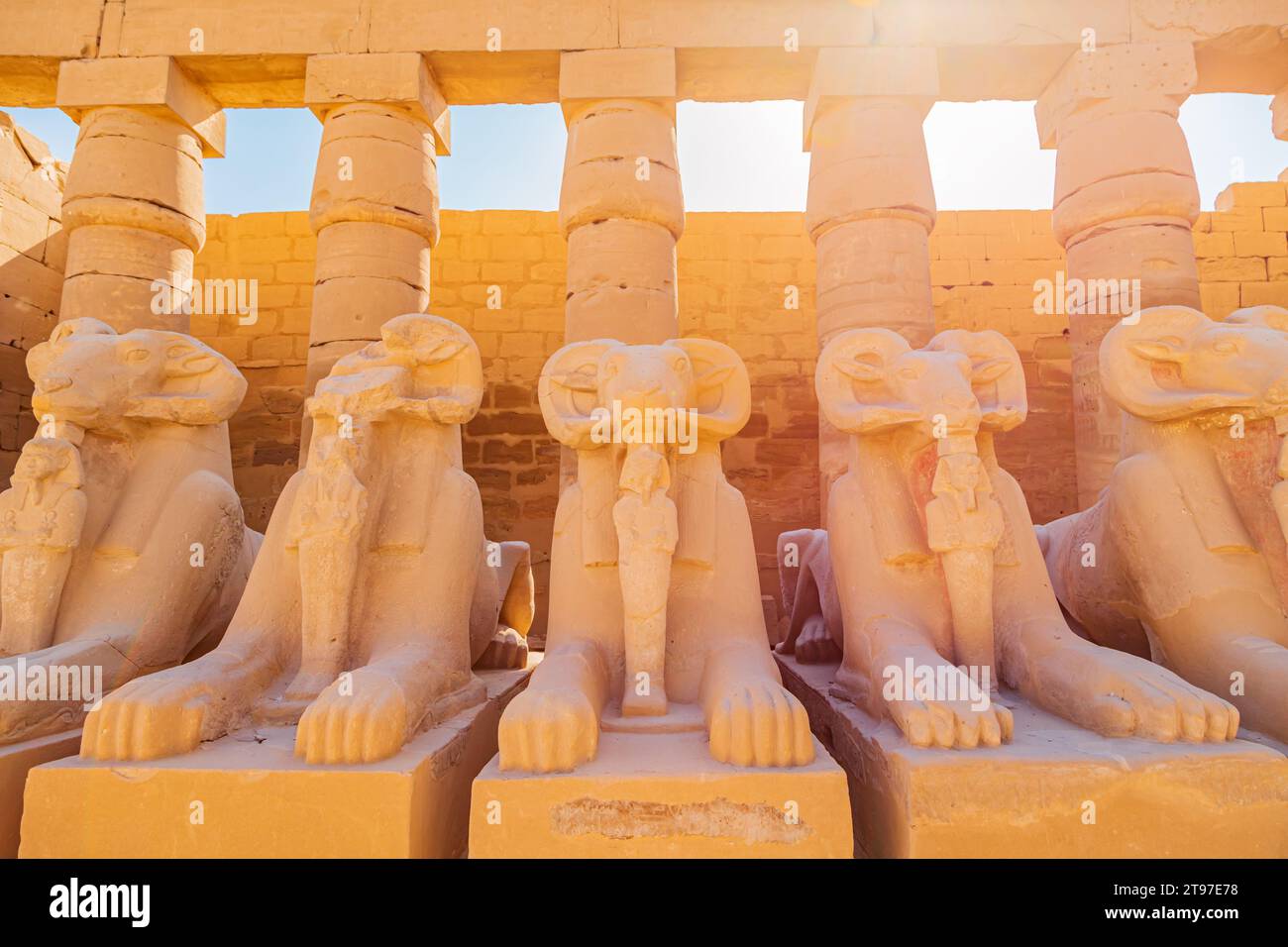 Alley of rams hi-res stock photography and images - Alamy