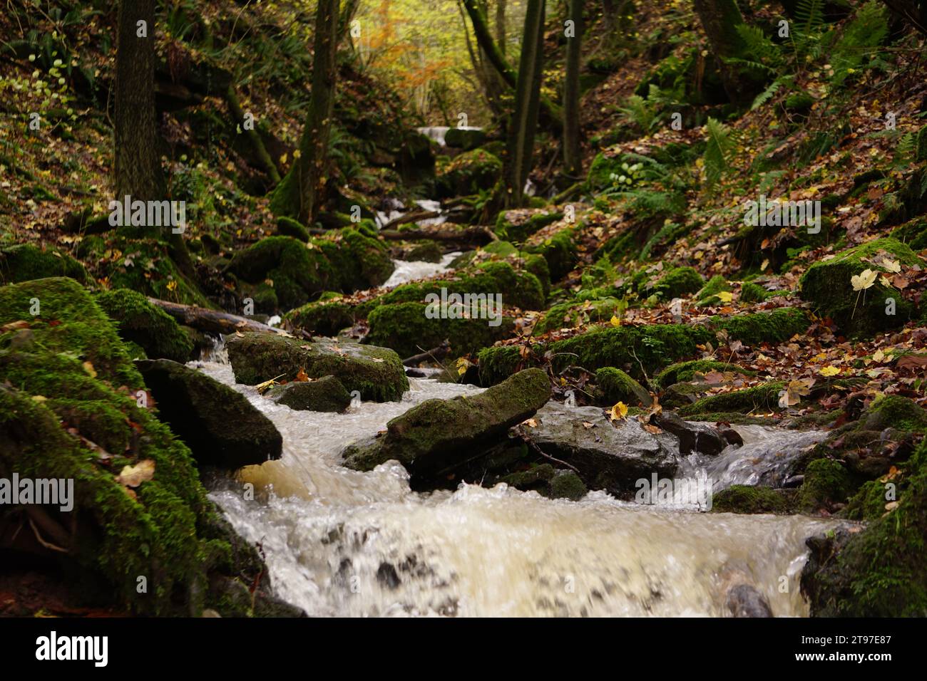 A stream of water cascading over mossy rocks in a peaceful wooded area ...