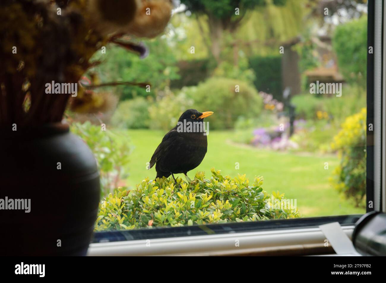 Eurasian blackbird Turdus merula, male perched on shrub in garden ...