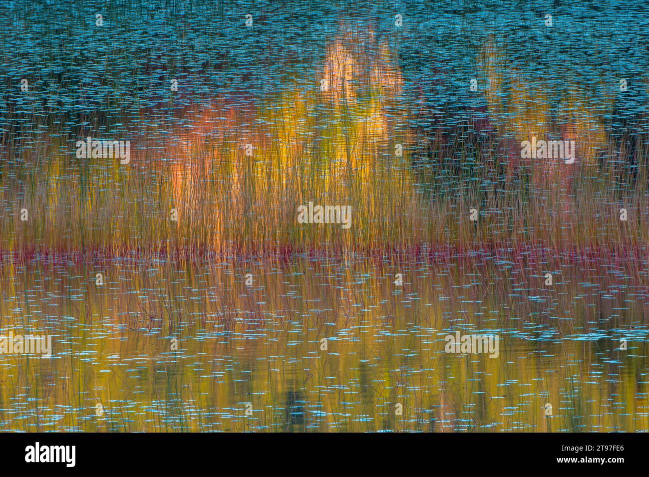 Sunset on a fresh water pond filled with lily pads. Autumn reflections ...