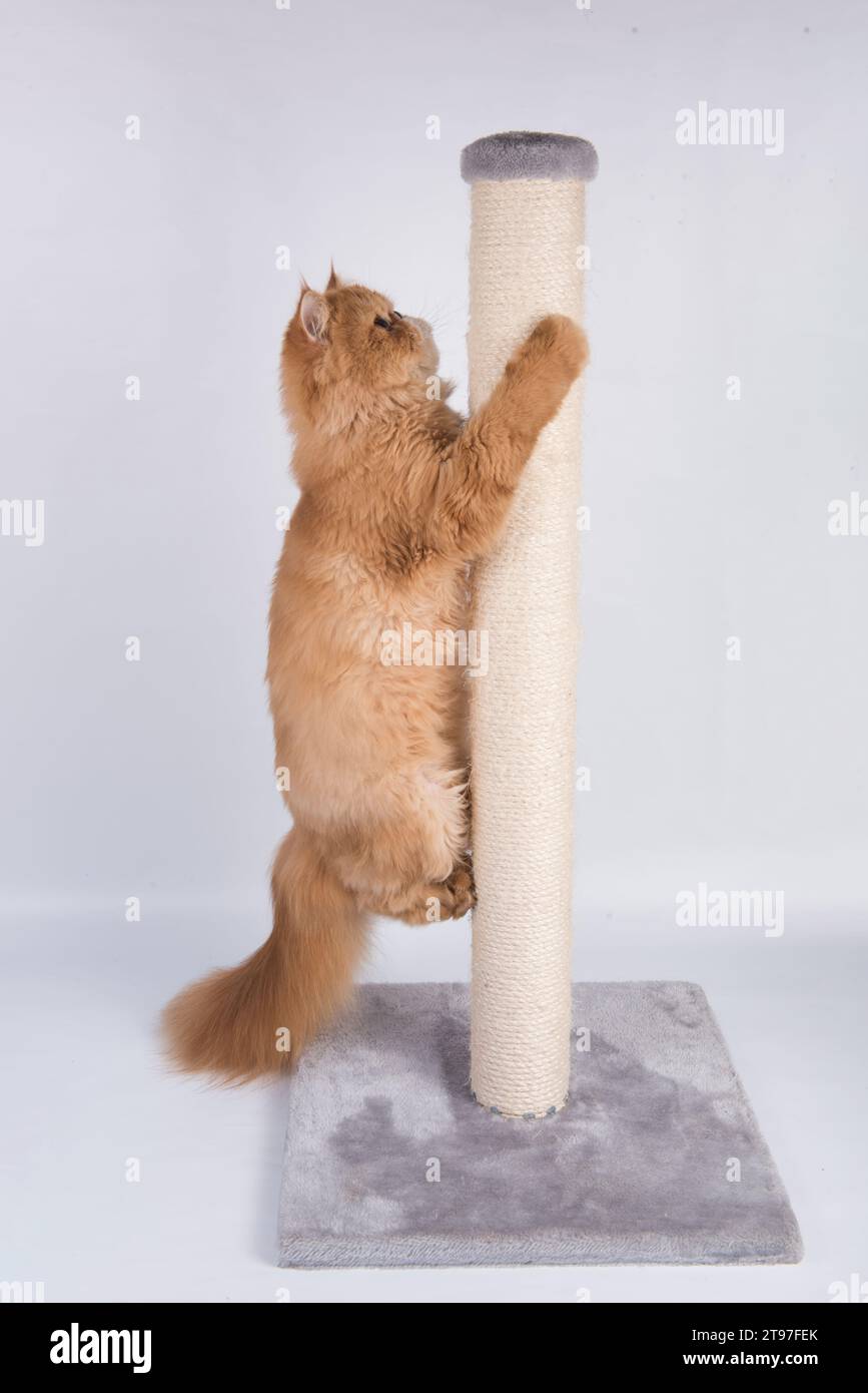 Red Persian Exotic Longhair cat sharpens its claws on the scratching ...