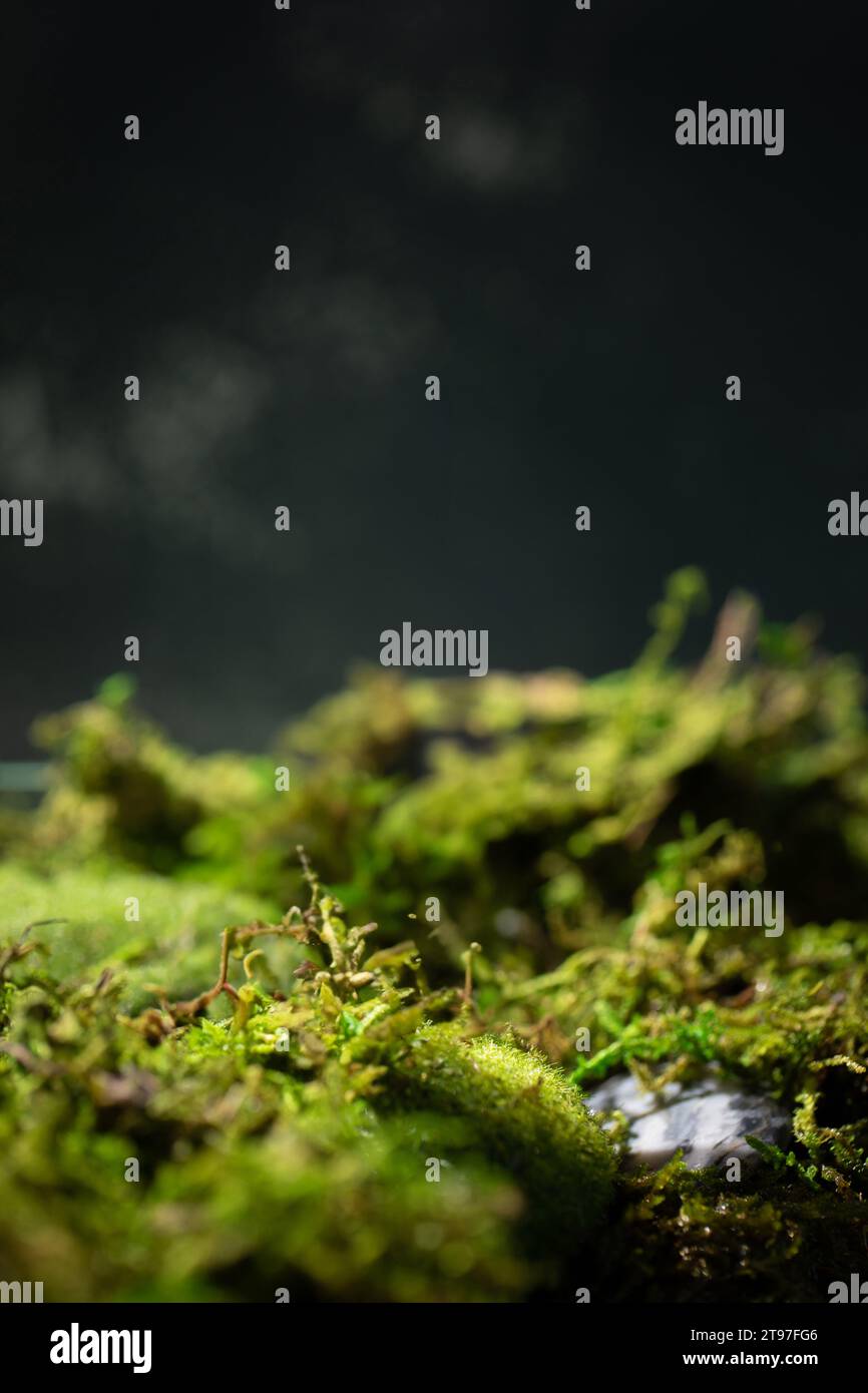 Product photo backdrops hi-res stock photography and images - Alamy