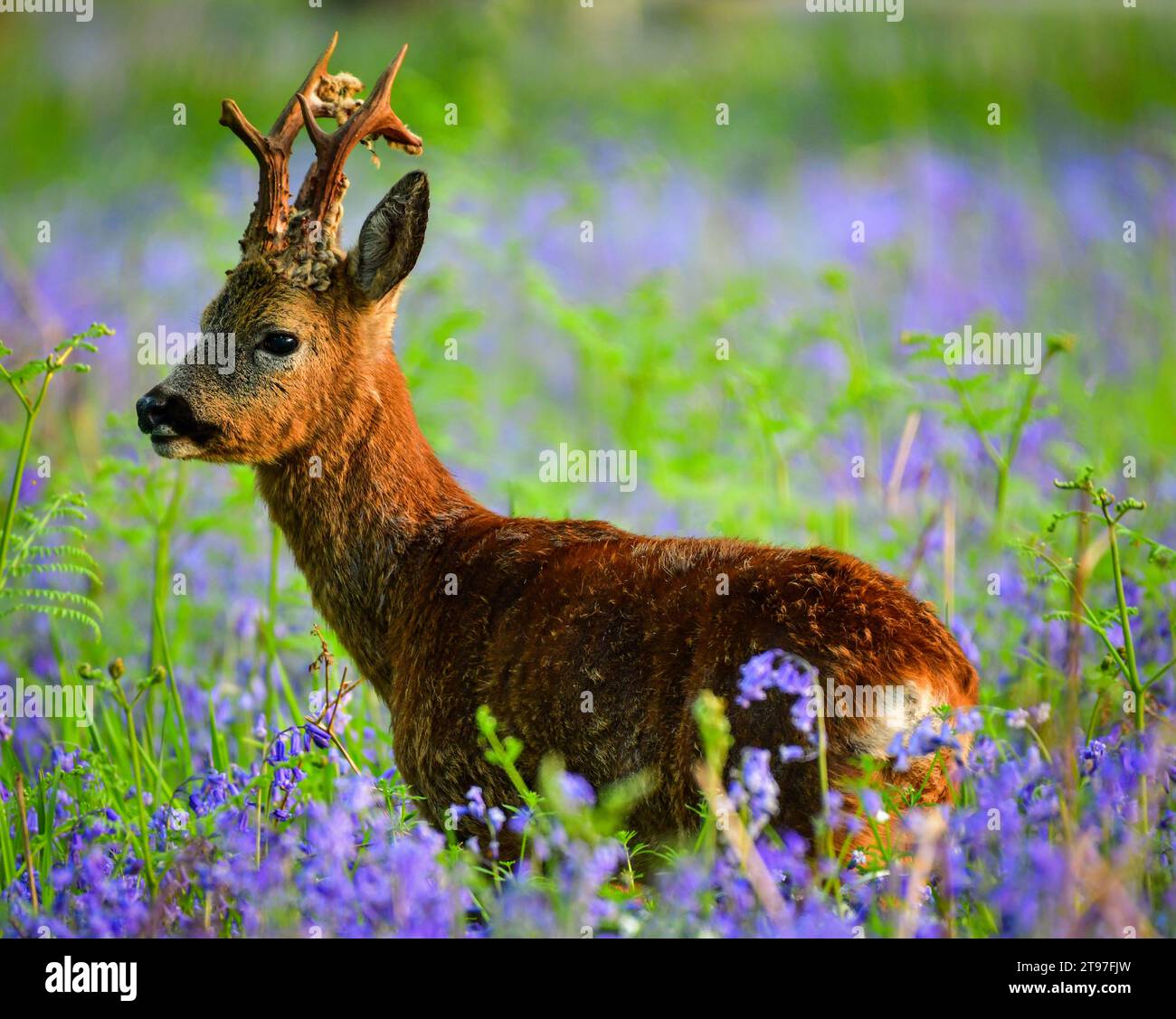 Roe deer in bluebell woodland on a spring morning in Dorset Stock Photo ...