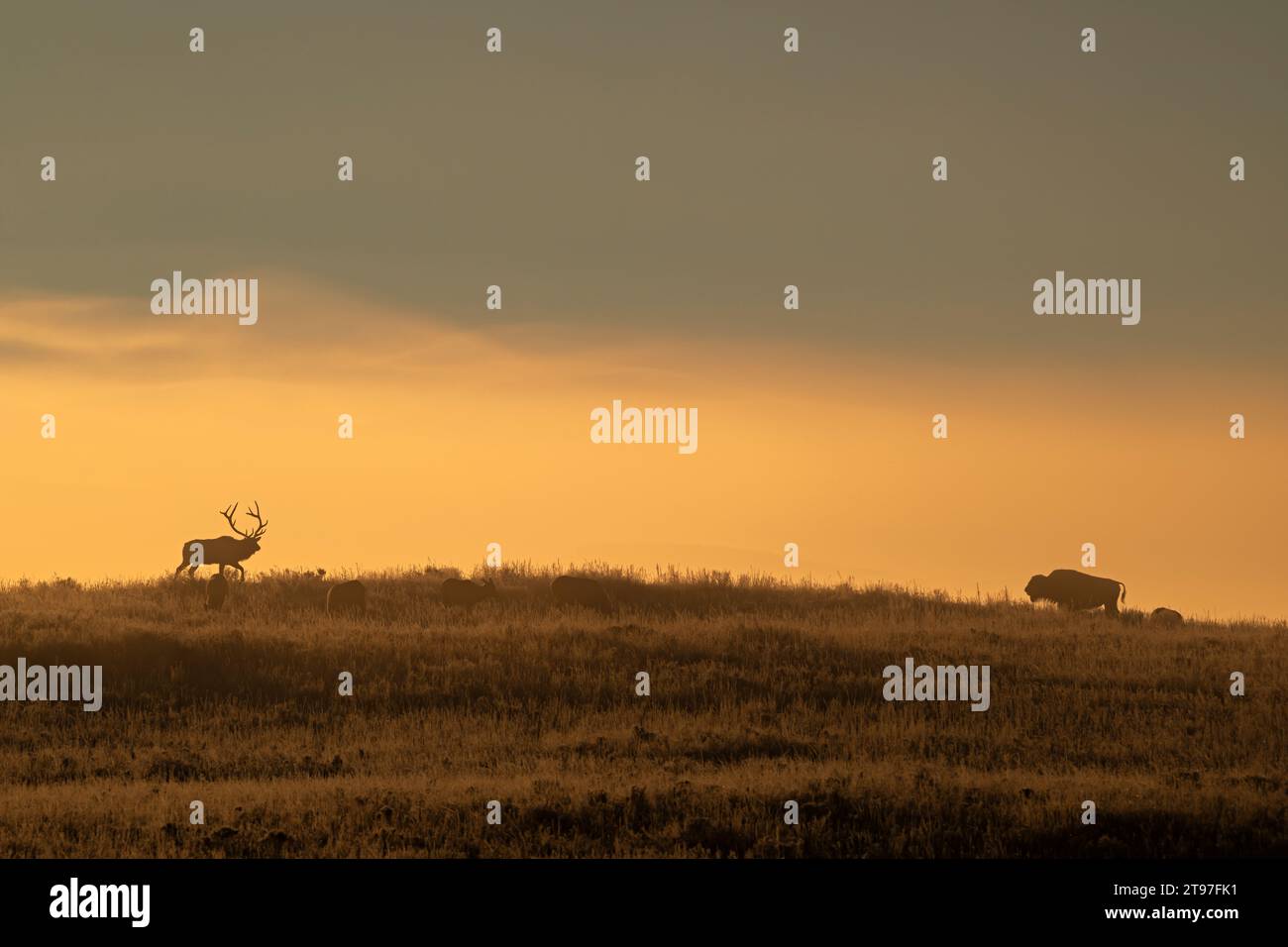 A Bull Elk (Cervus canadensis) shares a high mountain ridge with a ...