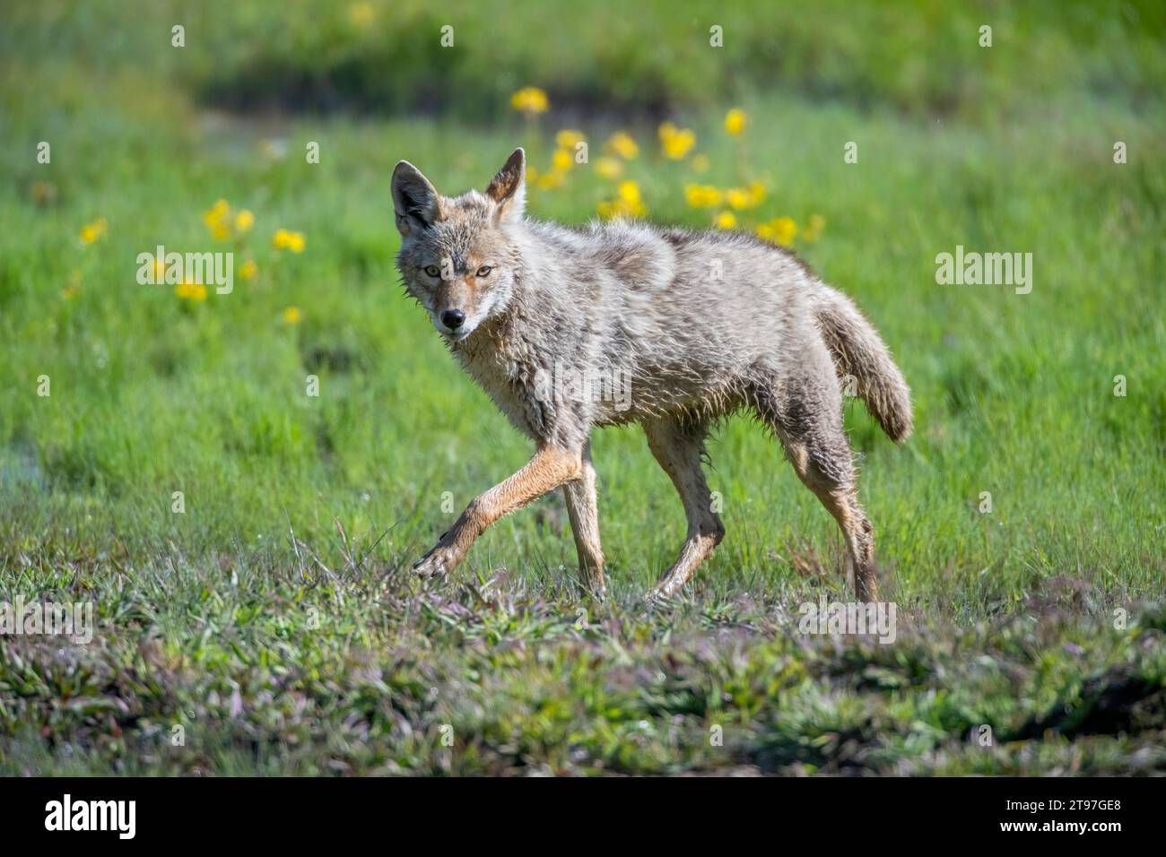 Coyote (Canis latrans) hunting in a wetland meadow. Springtime in ...