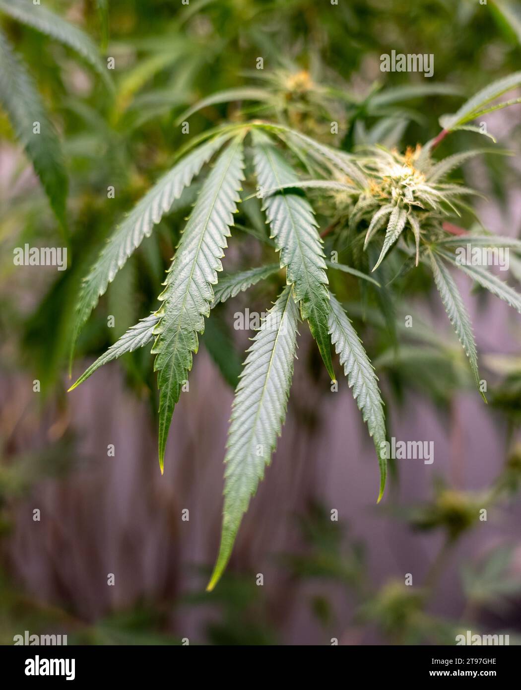 Cannabis Marijuana Plant Production Stock Photo - Alamy