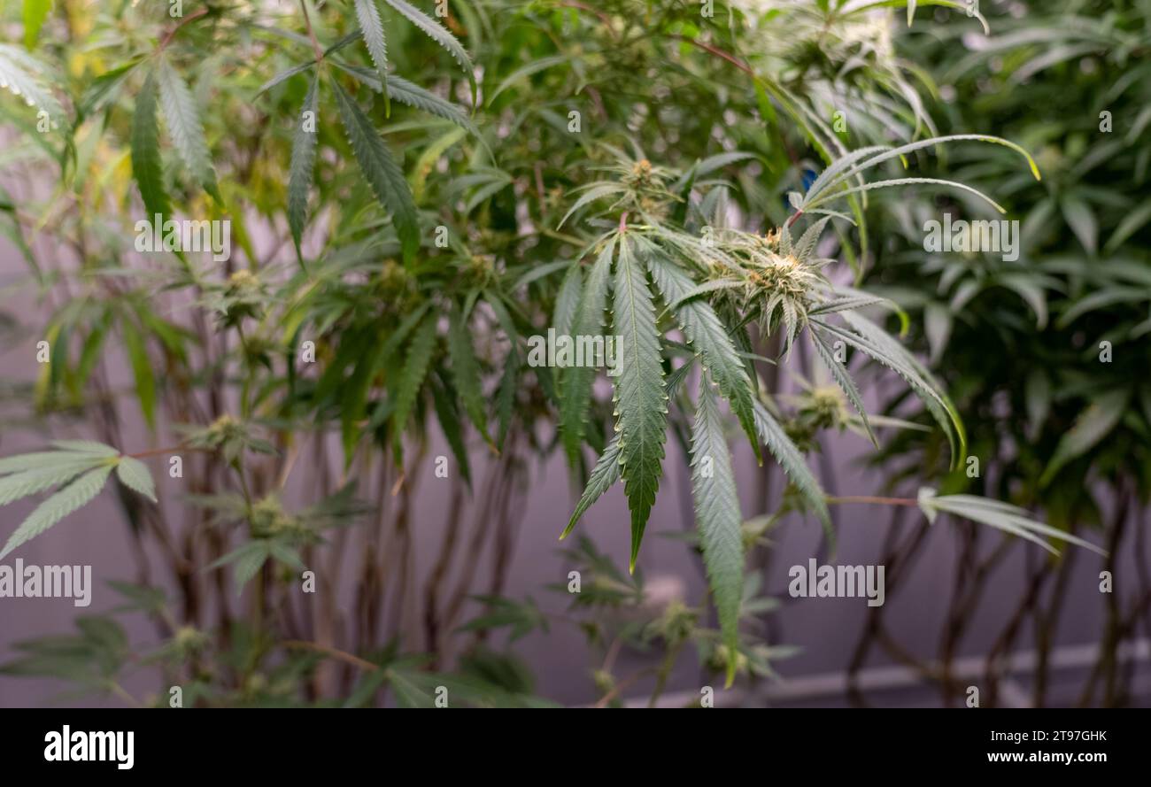 Cannabis Marijuana Plant Production Stock Photo - Alamy