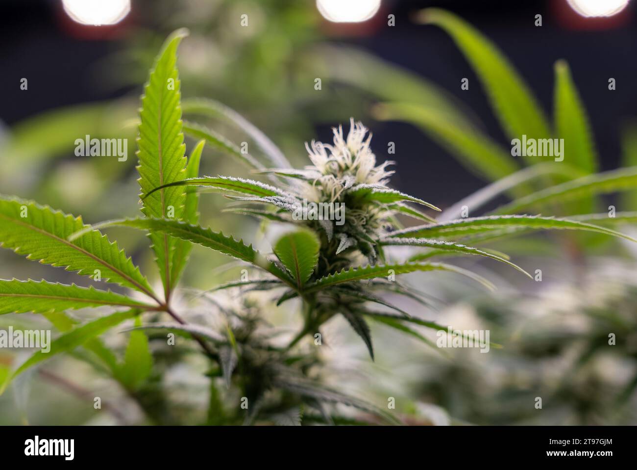 Cannabis Marijuana Plant Production Stock Photo - Alamy