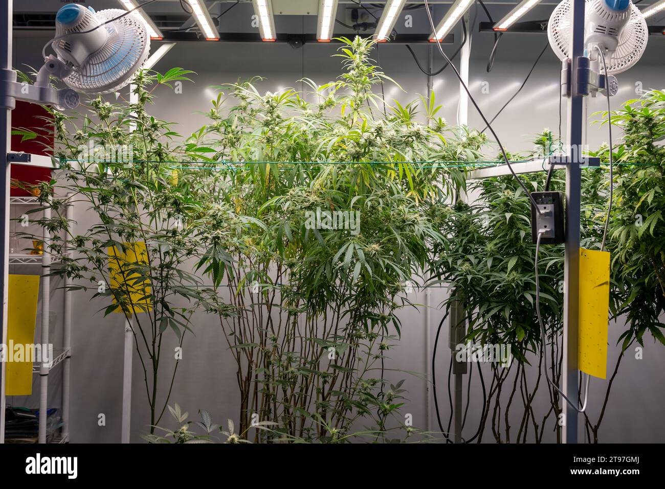 Cannabis Marijuana Plant Production Stock Photo - Alamy