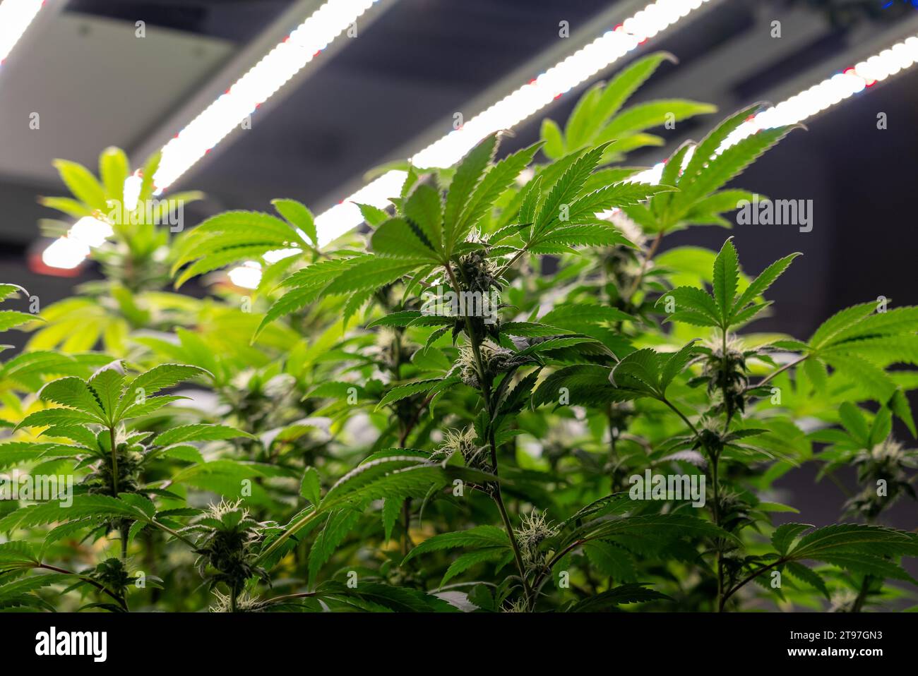Cannabis Marijuana Plant Production Stock Photo - Alamy