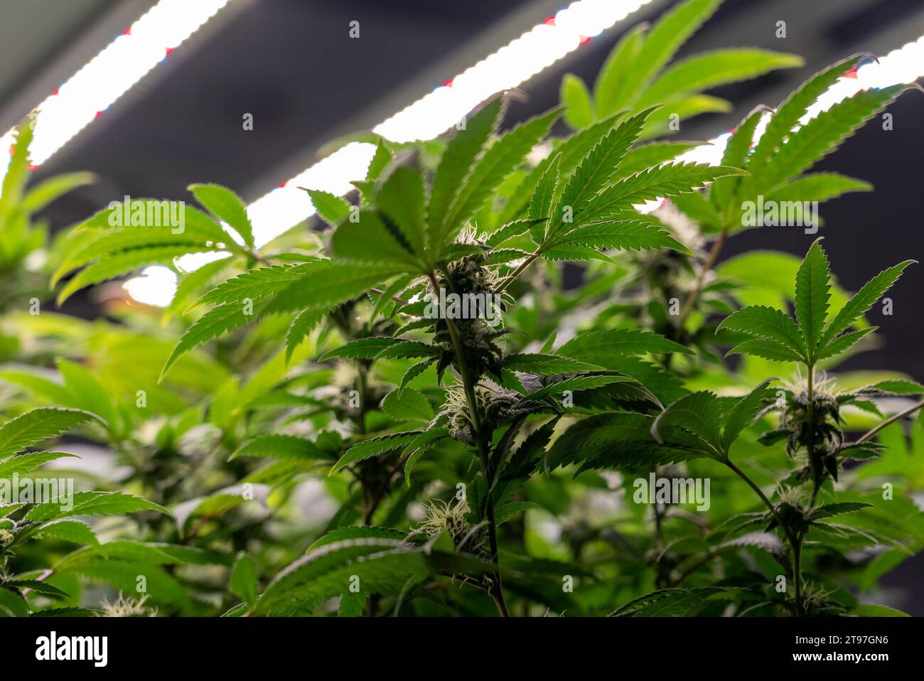 Marijuana infused products hi-res stock photography and images - Alamy
