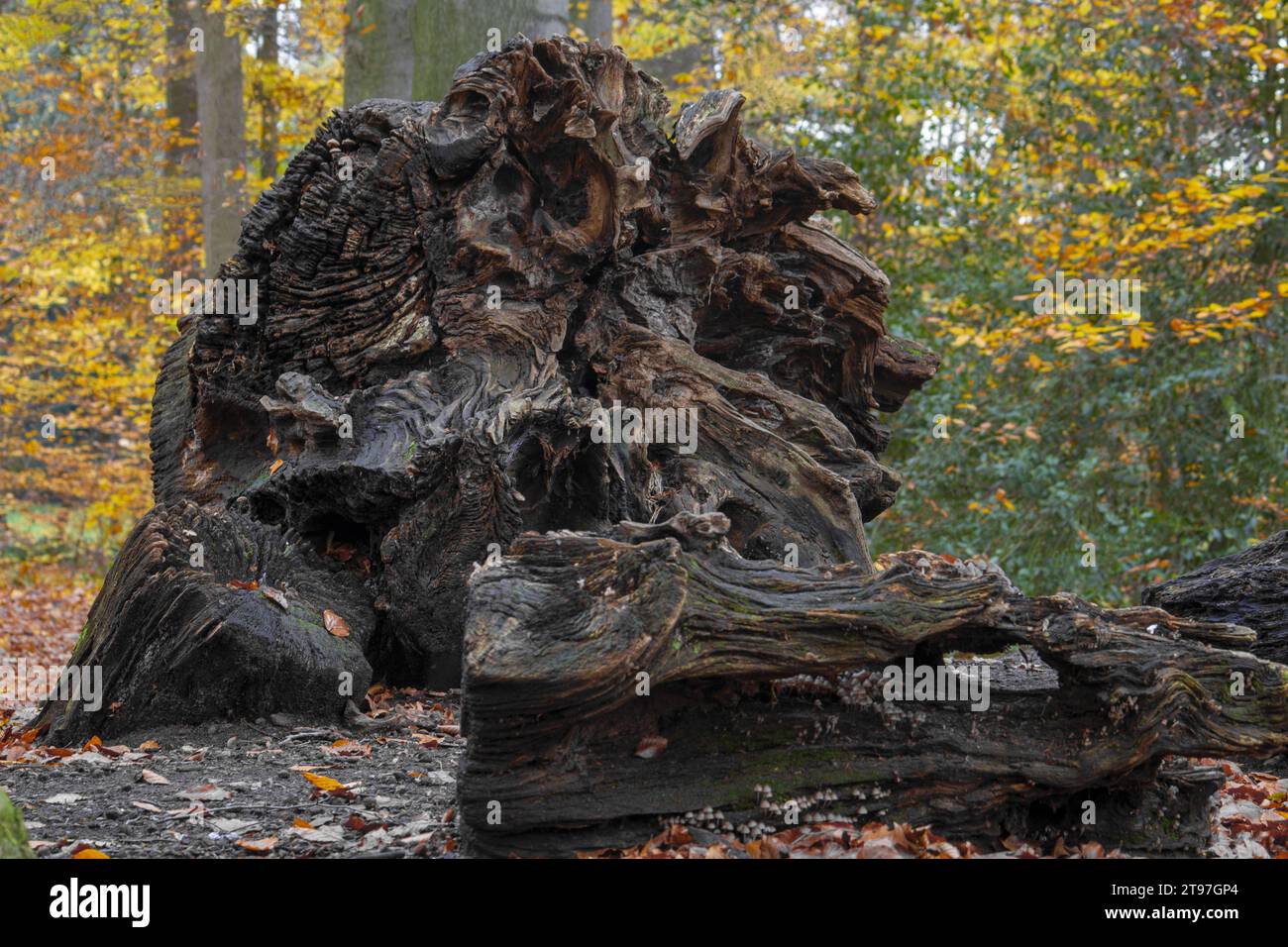 A large, curly tree root lies in the forest Stock Photo - Alamy