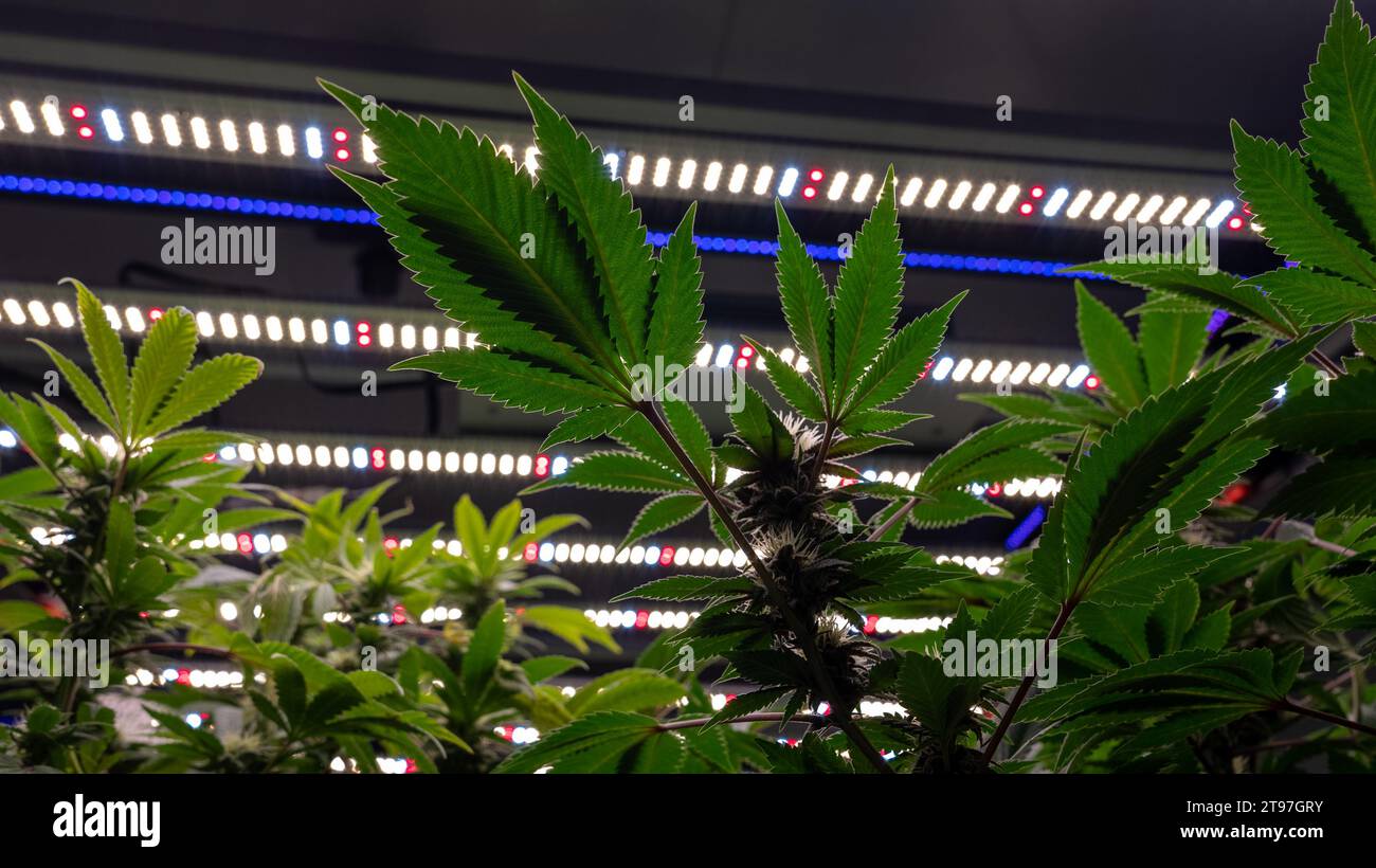 Cannabis Marijuana Plant Production Stock Photo - Alamy