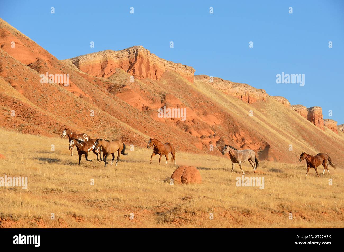USA, Wyoming, Wild horses galloping through Bighorn Mountains Stock ...