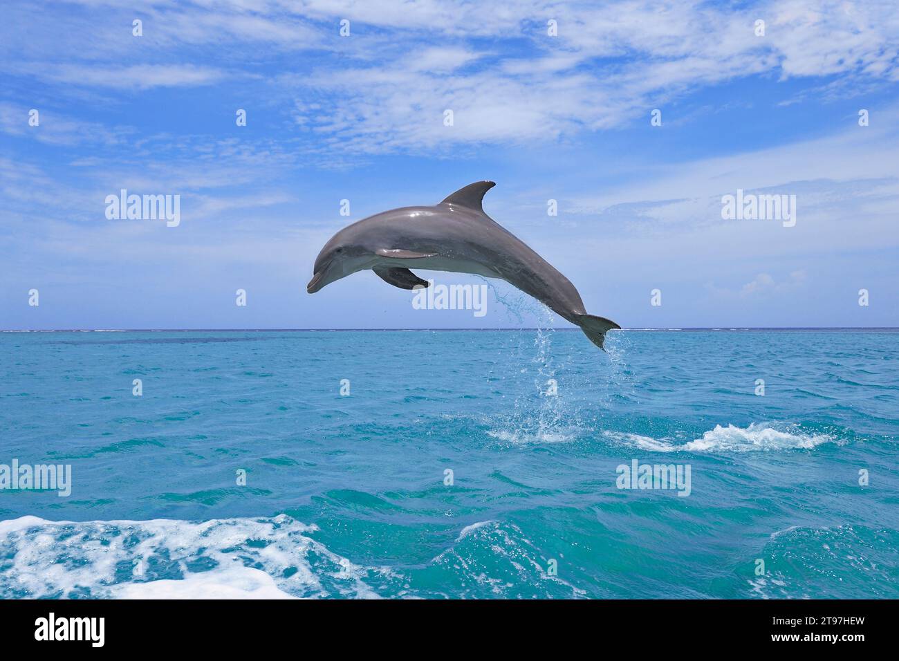 Bottle-nosed dolphin (Tursiops truncatus) jumping in Caribbean Sea ...
