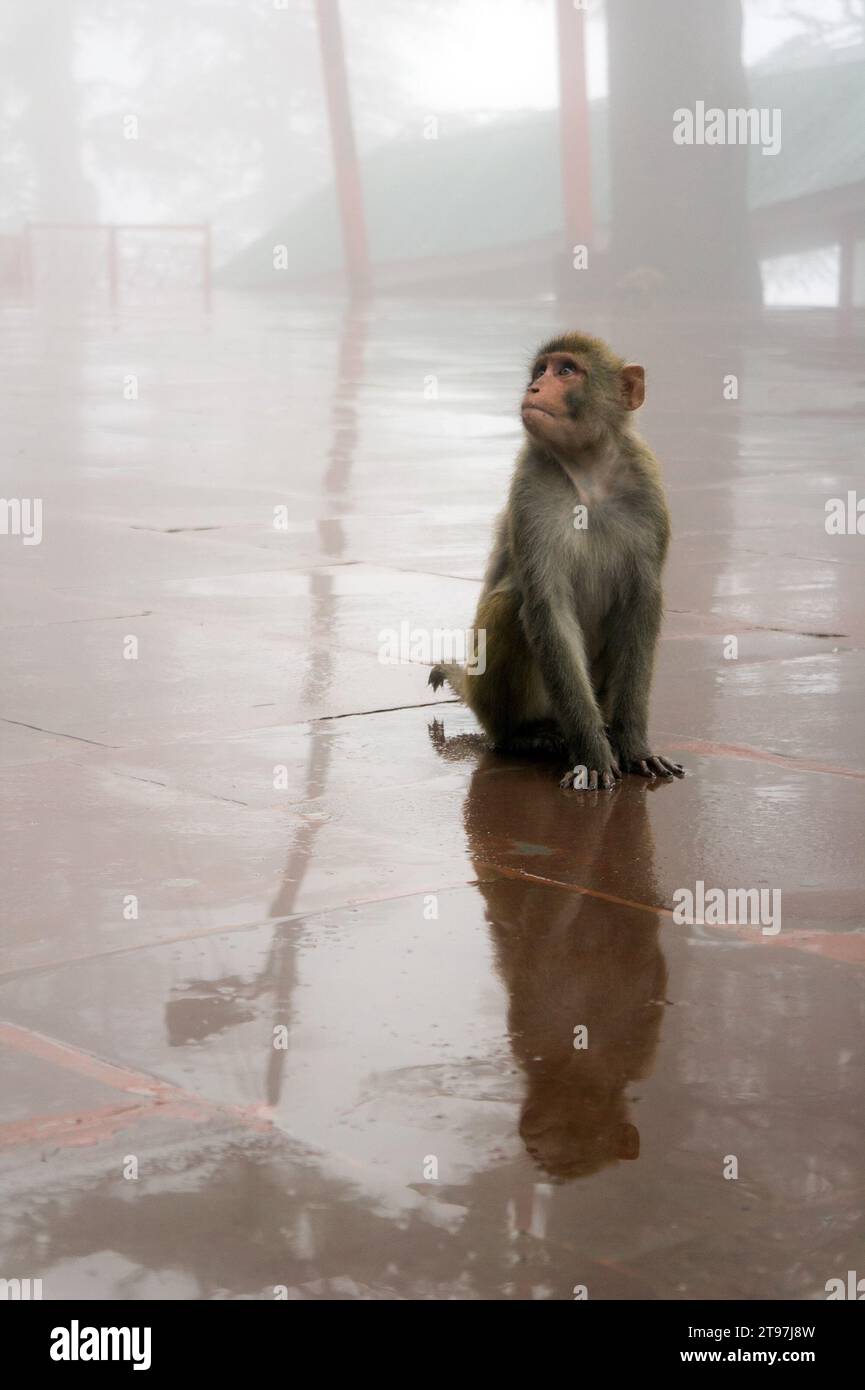 Small thief, macaque monkey in Shimla Jakhoo monkey temple Stock Photo ...
