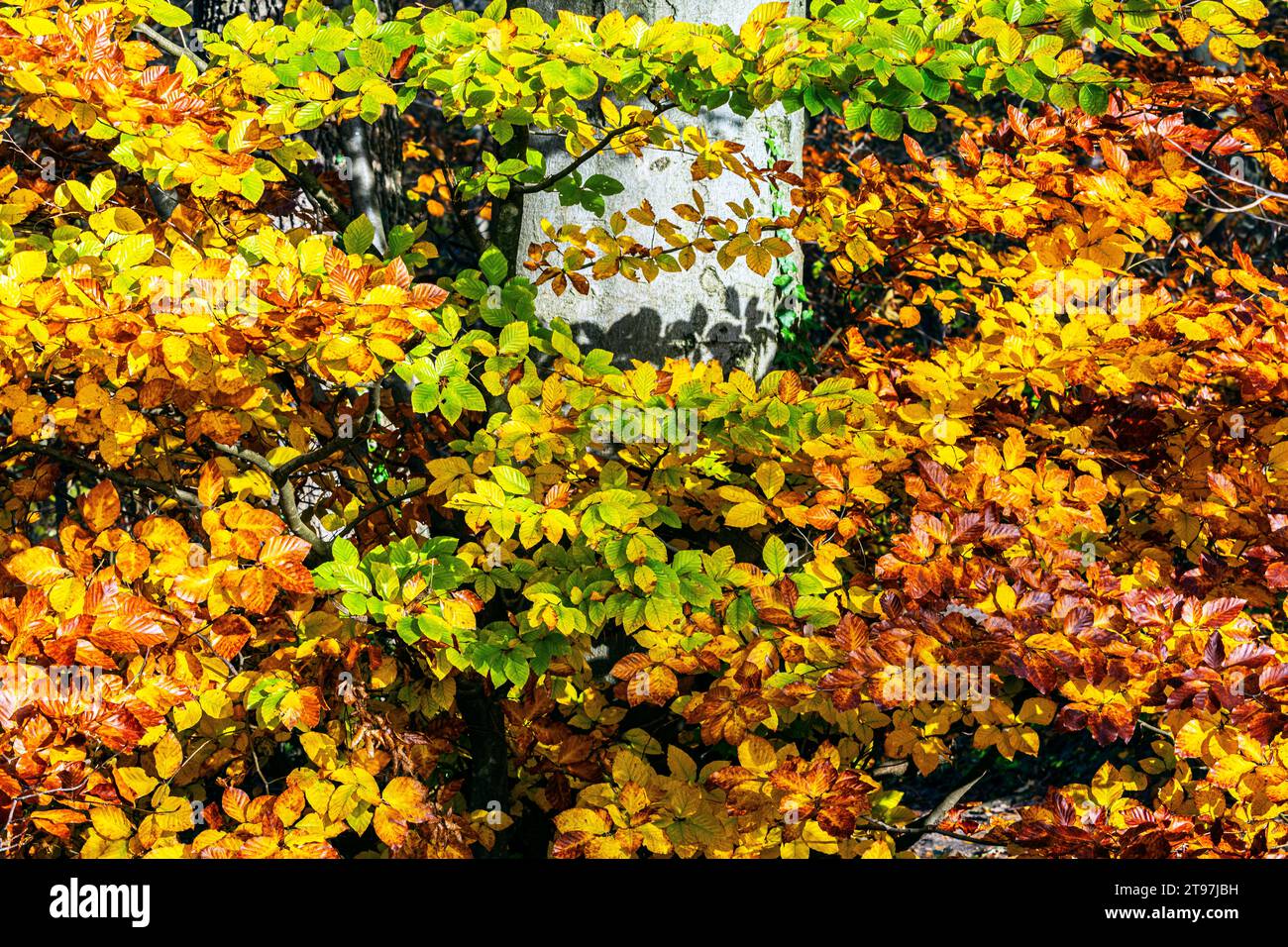 Beautiful autumn colors in the Forest Reserve, Riehen, Basel-Stadt ...