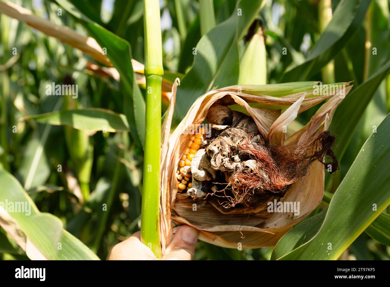 Bubble smut manifests itself in the form of pathological neoplasms ...