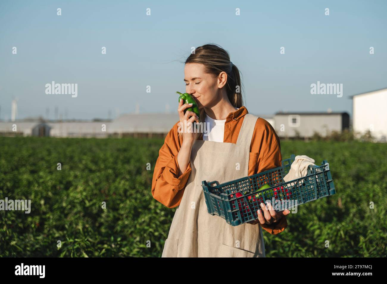 Pepper field hi-res stock photography and images - Alamy