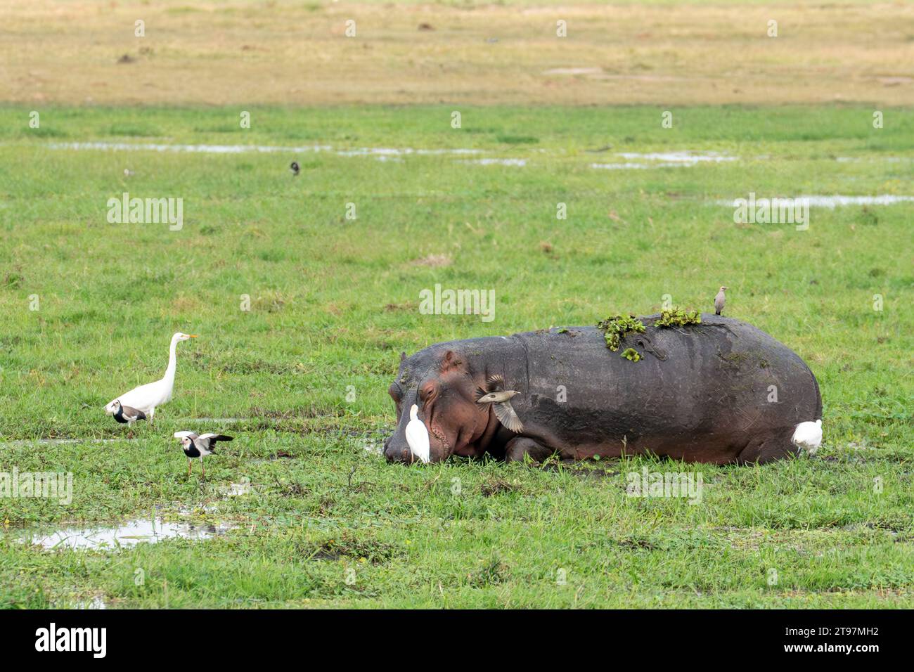 Buffalo Hippo in Masai Mara Kenya Africa Stock Photo - Alamy