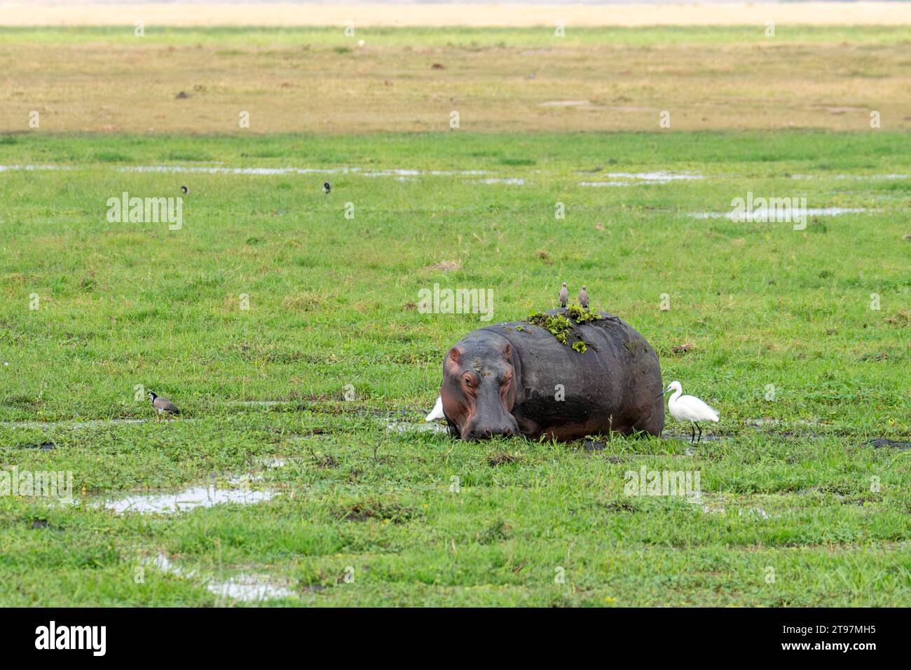 Buffalo Hippo in Masai Mara Kenya Africa Stock Photo - Alamy