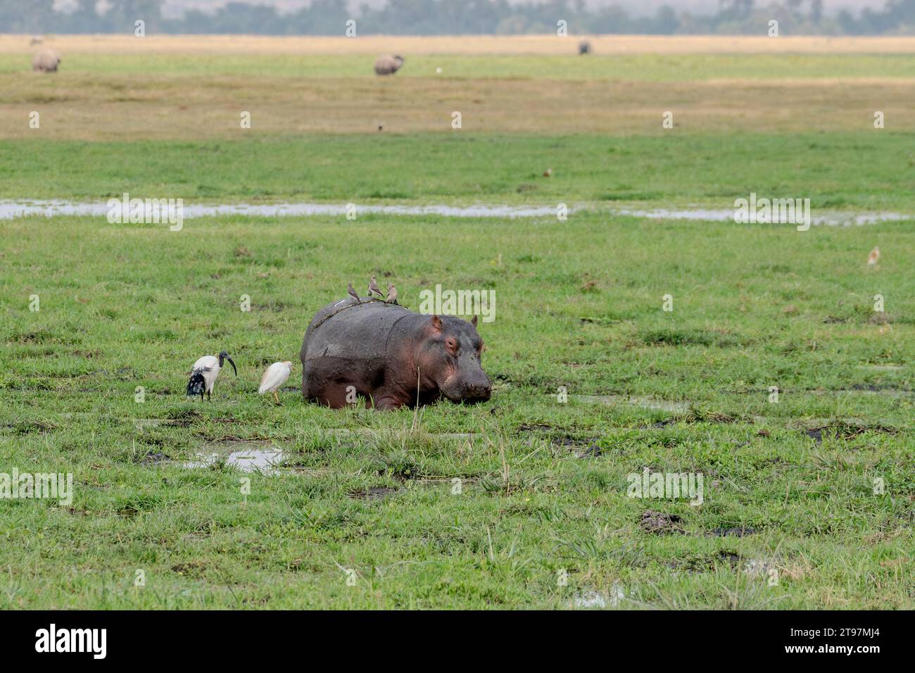 Buffalo Hippo in Masai Mara Kenya Africa Stock Photo - Alamy