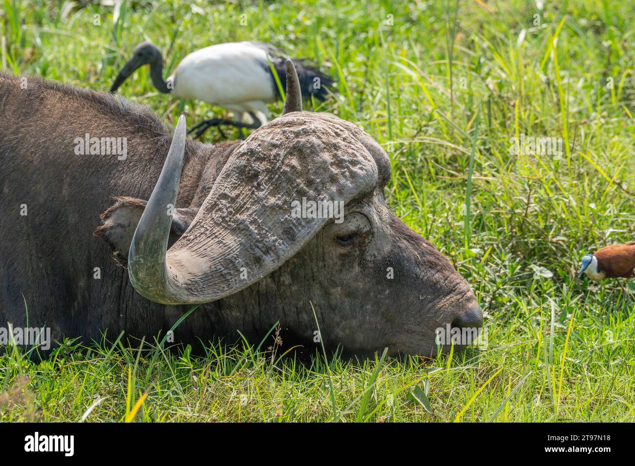 Buffalo Hippo in Masai Mara Kenya Africa Stock Photo - Alamy