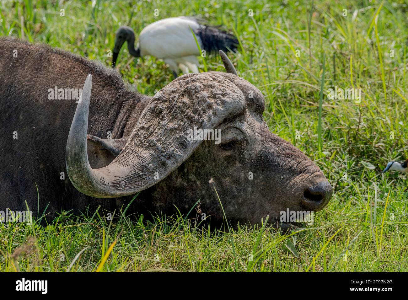 Buffalo calf in grassland hi-res stock photography and images - Alamy
