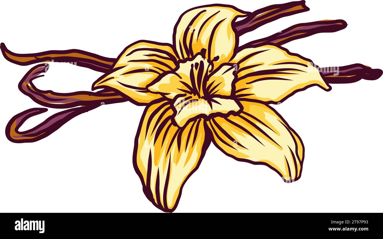 elements for the design of hand-drawn vanilla fruit pods with a flower ...