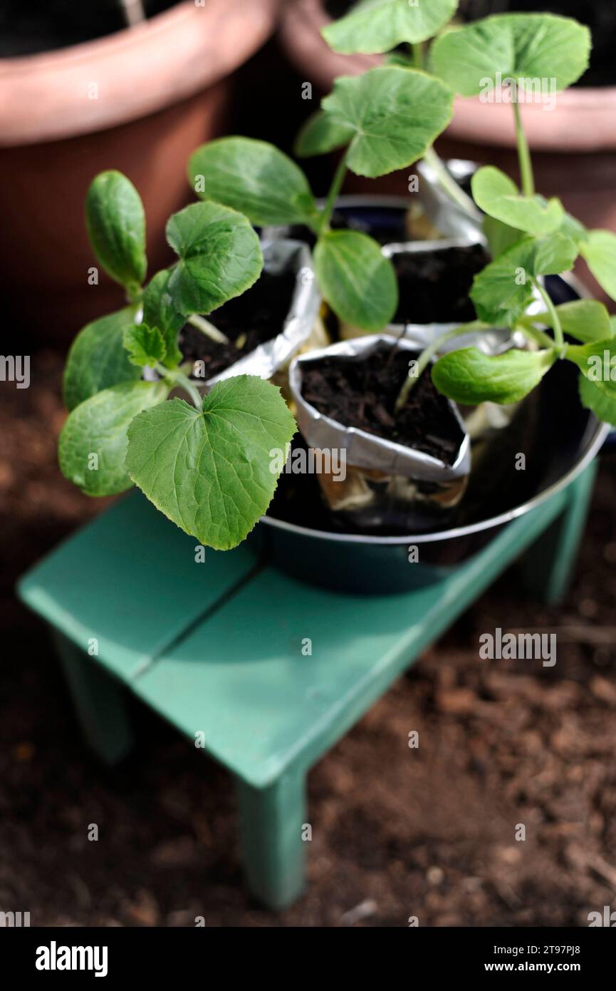 Planting of zucchini seedlings into bowl with soil Stock Photo - Alamy