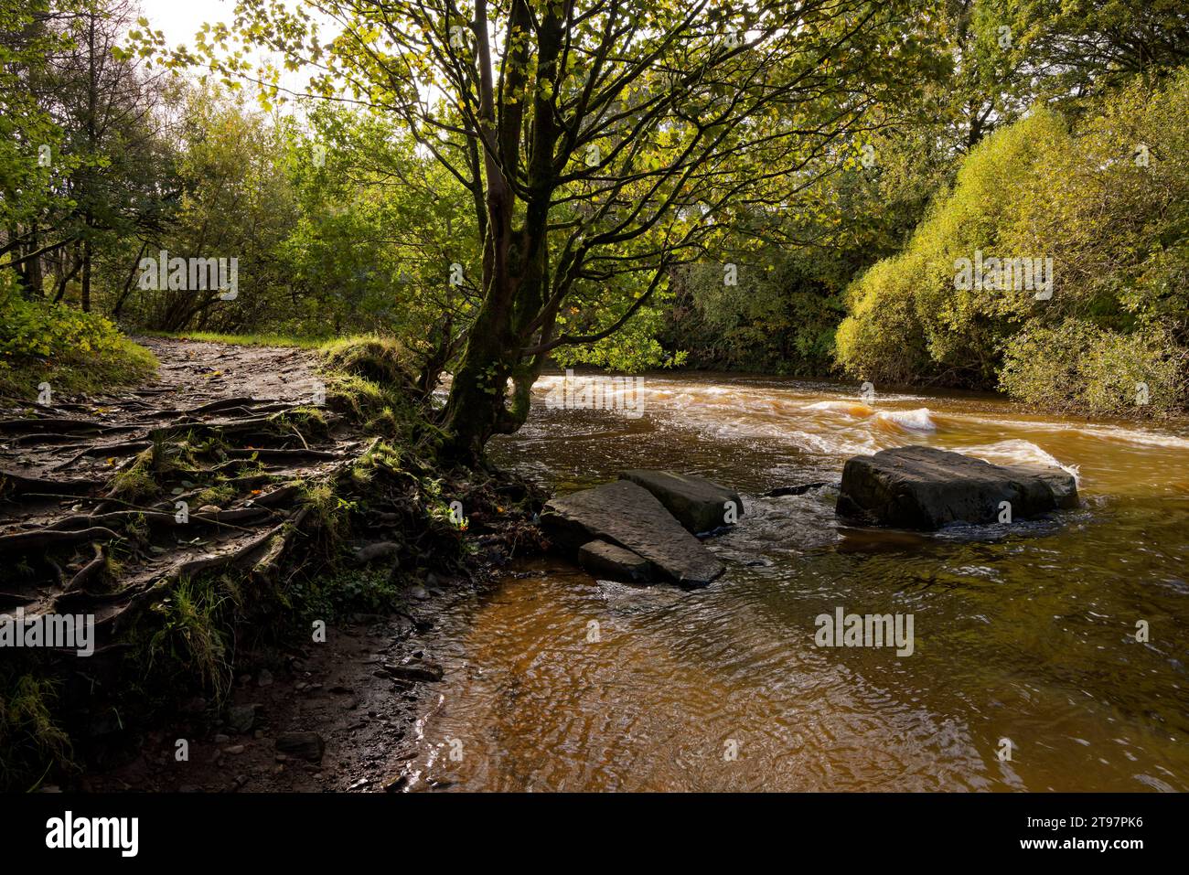 Wooded stretch of the River Irwell in Burrs Country Park, Bury Stock ...