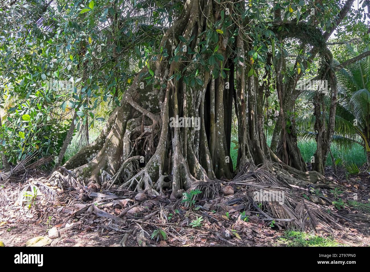 Jungle of tropical trees along the Pacific coast in Puntarenas, Costa ...