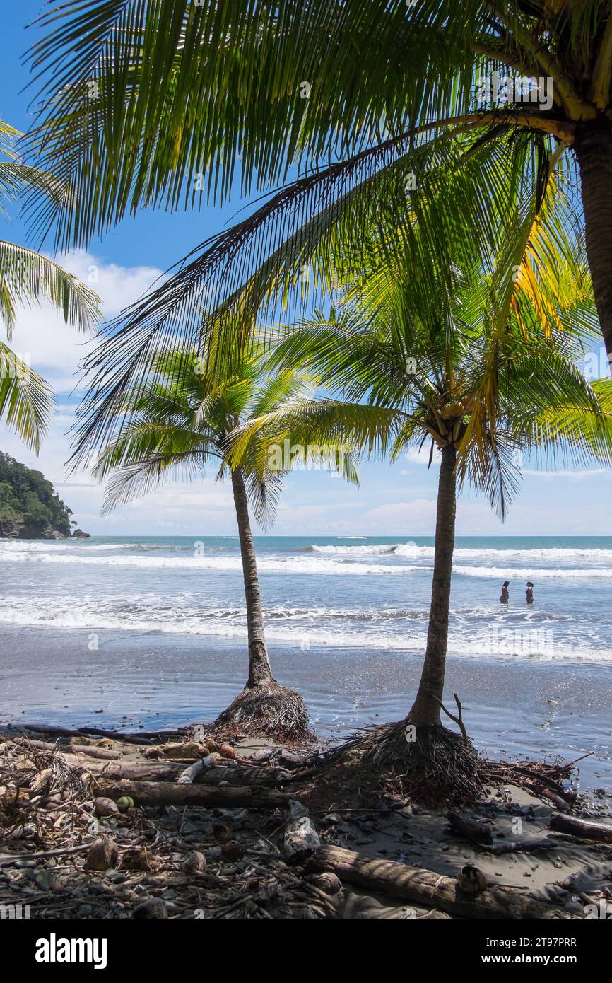Tropical beach with palm trees on the coast of Puntarenas, Costa Rica ...