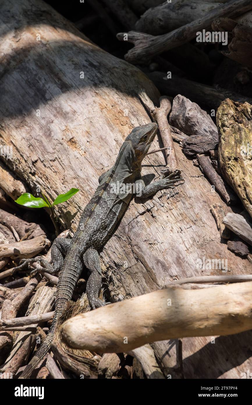 Lizard among remains of tropical trees along the Pacific coast in ...