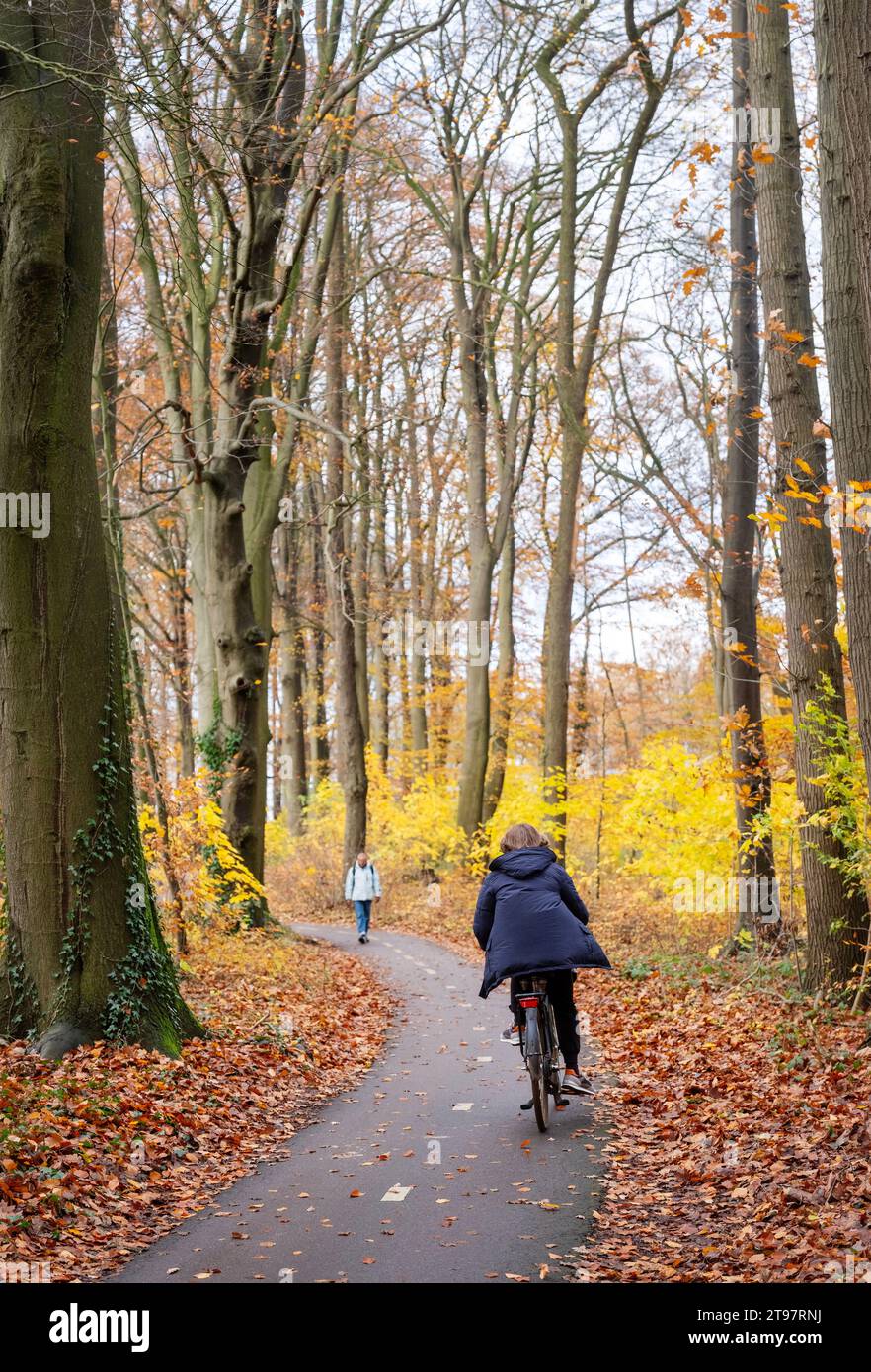 bike track through yellow and orange fall forest with cyclist and ...
