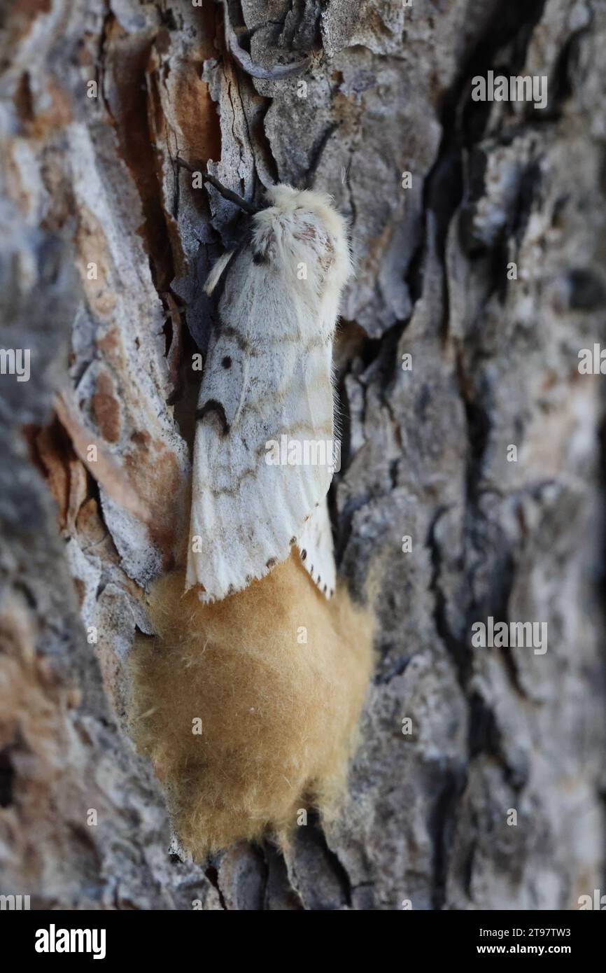 female spongy moth with its clutch of eggs Stock Photo - Alamy