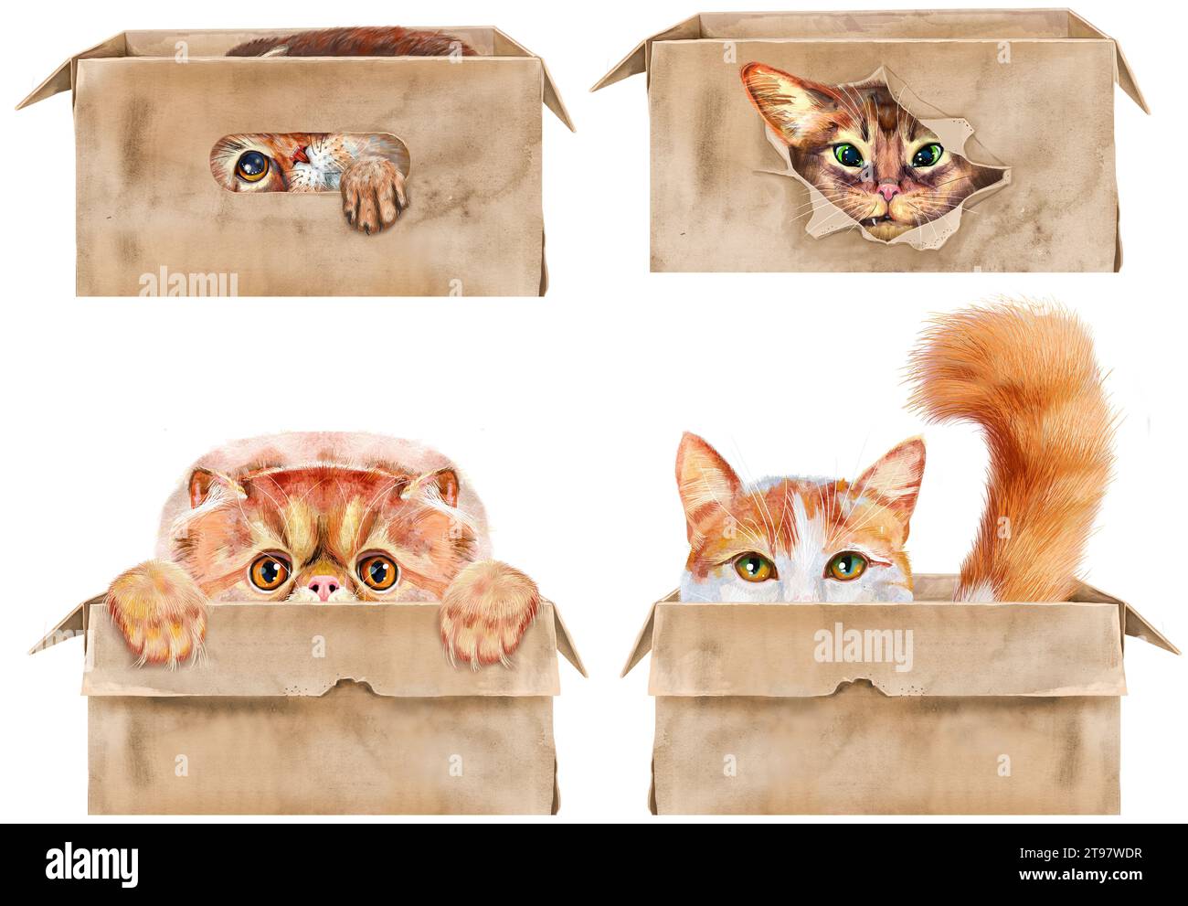Set of Portraits of a funny cat looking out of the box. Watercolor ...