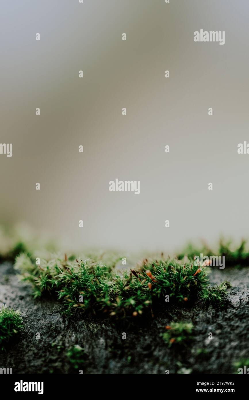 Moody texture hi-res stock photography and images - Alamy