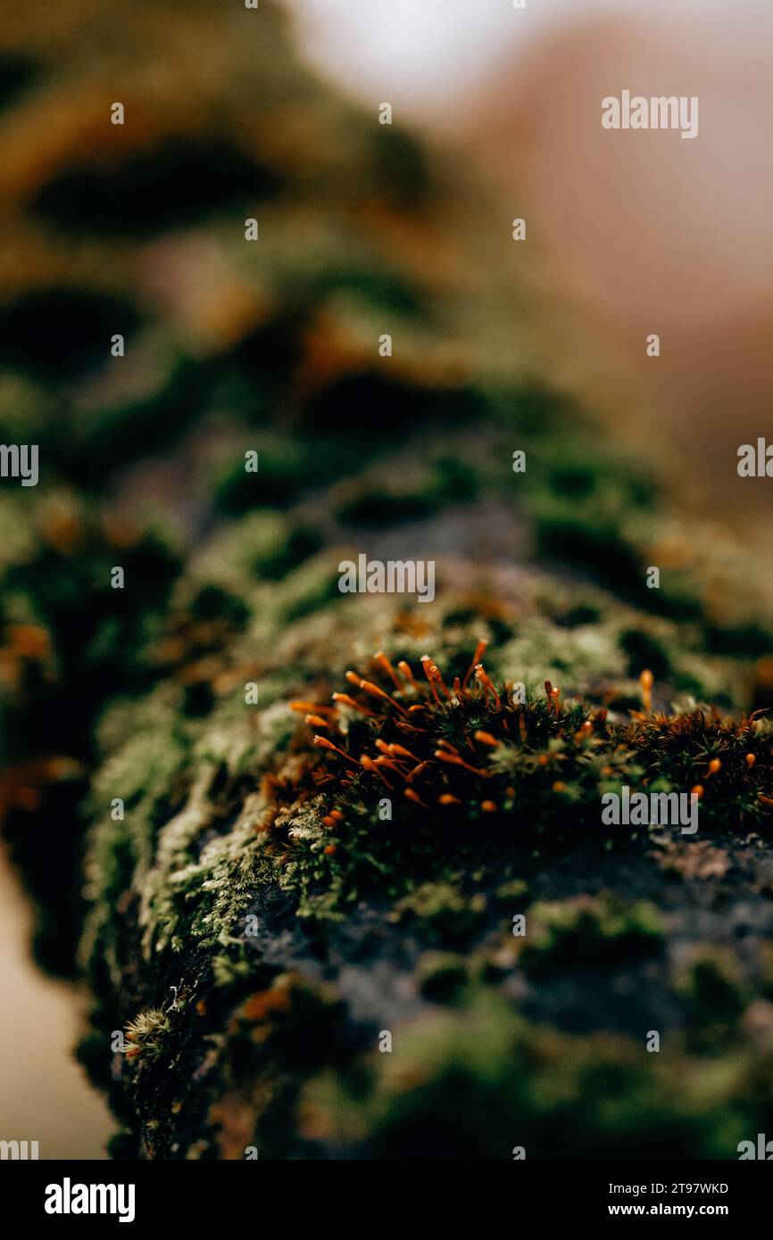 dark moody tree with moss background texture Stock Photo - Alamy