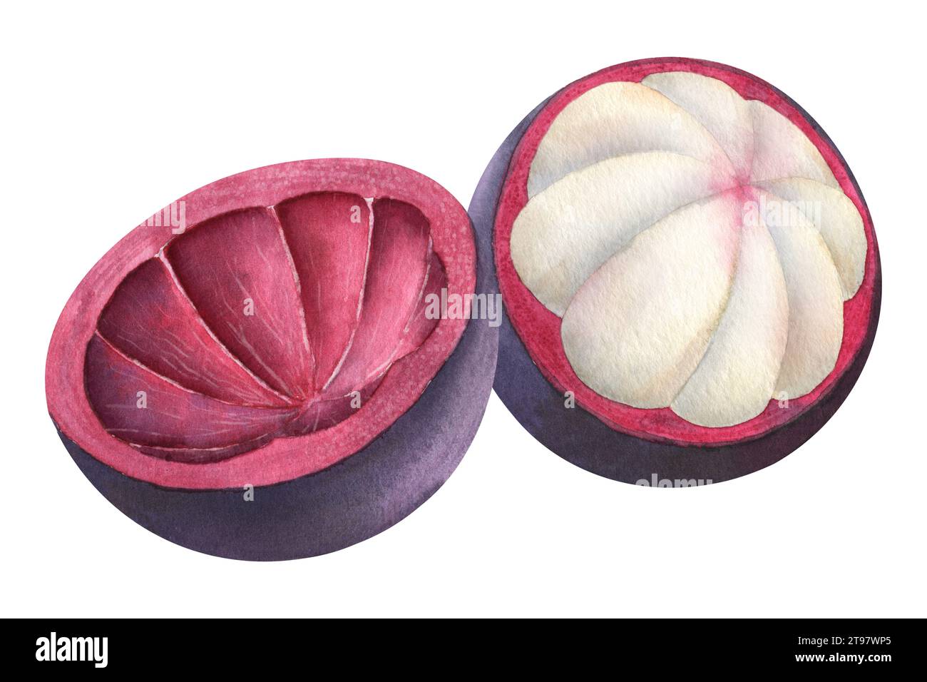 Mangosteen watercolor illustration. Hand drawn sketch of exotic ...