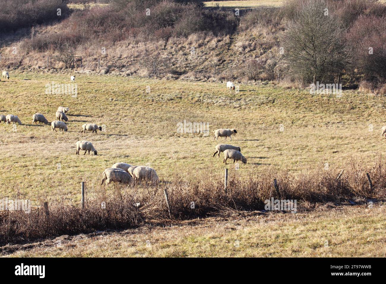 a small flock of sheep on the edge Stock Photo - Alamy