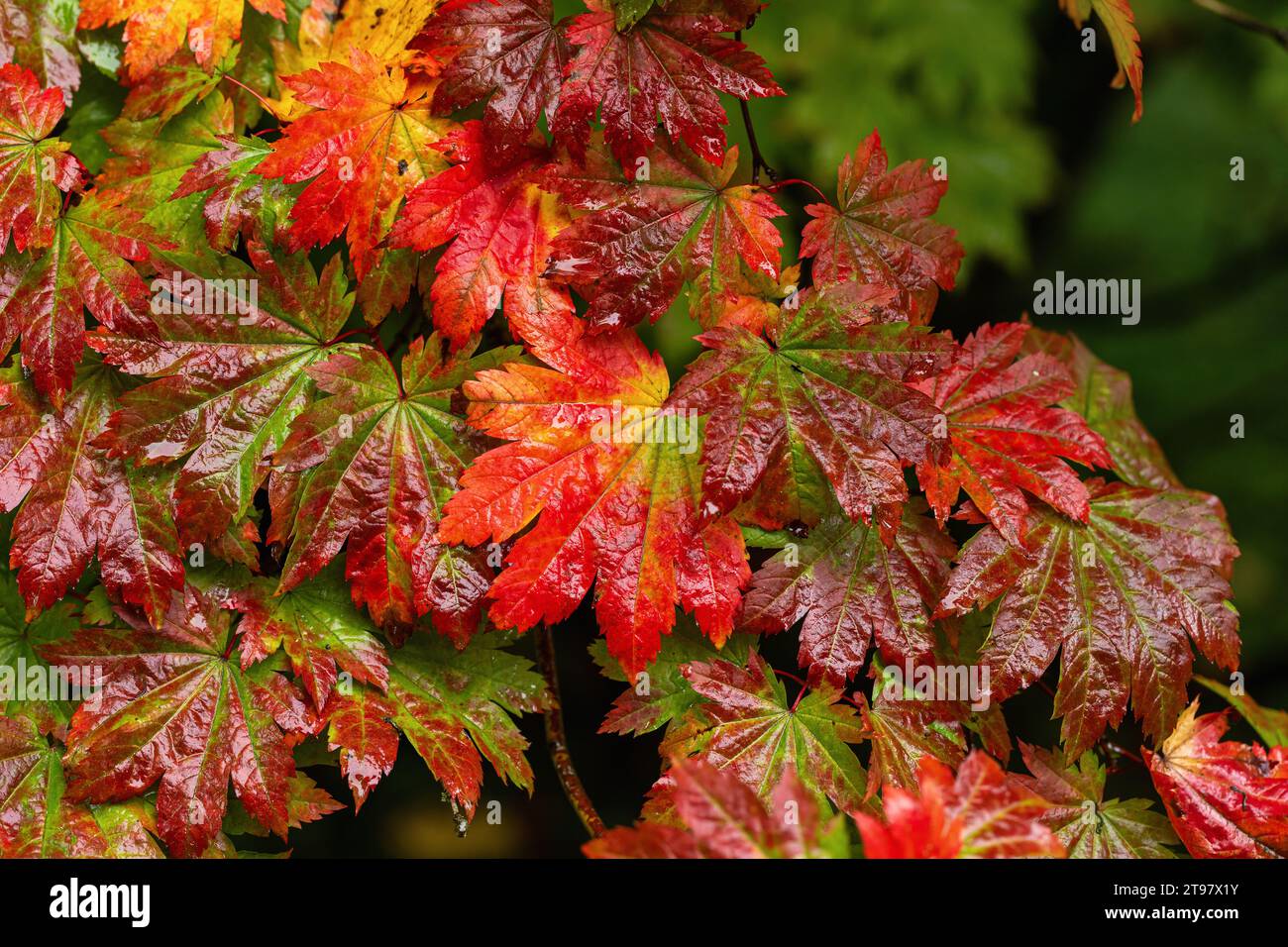 Close up of the bright red wet autumn leaves of Acer japonicum ...
