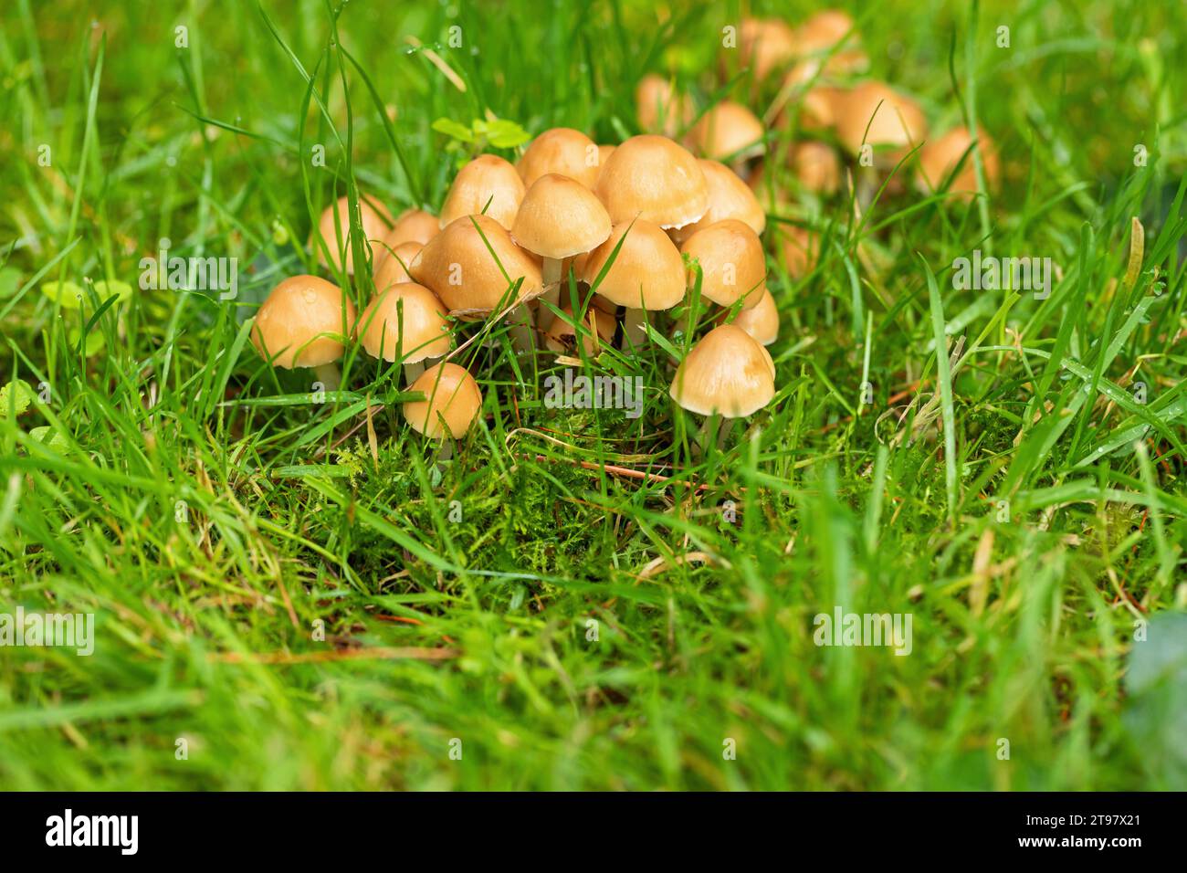 Close up of a clump of fungi / mushrooms growing in the grass at ...
