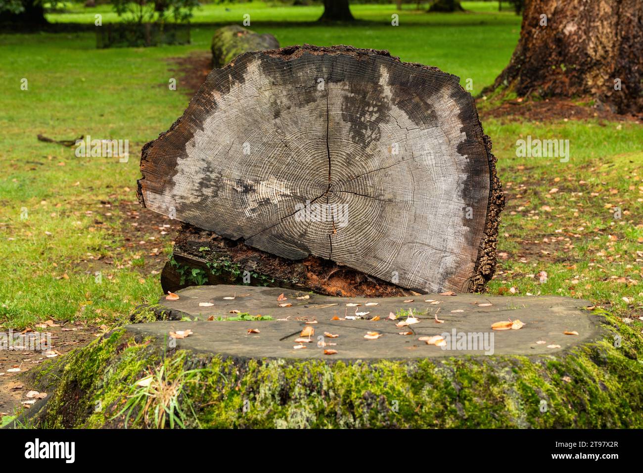 Old felled tree at Westonbirt Arboretum, Gloucestershire, England, UK ...